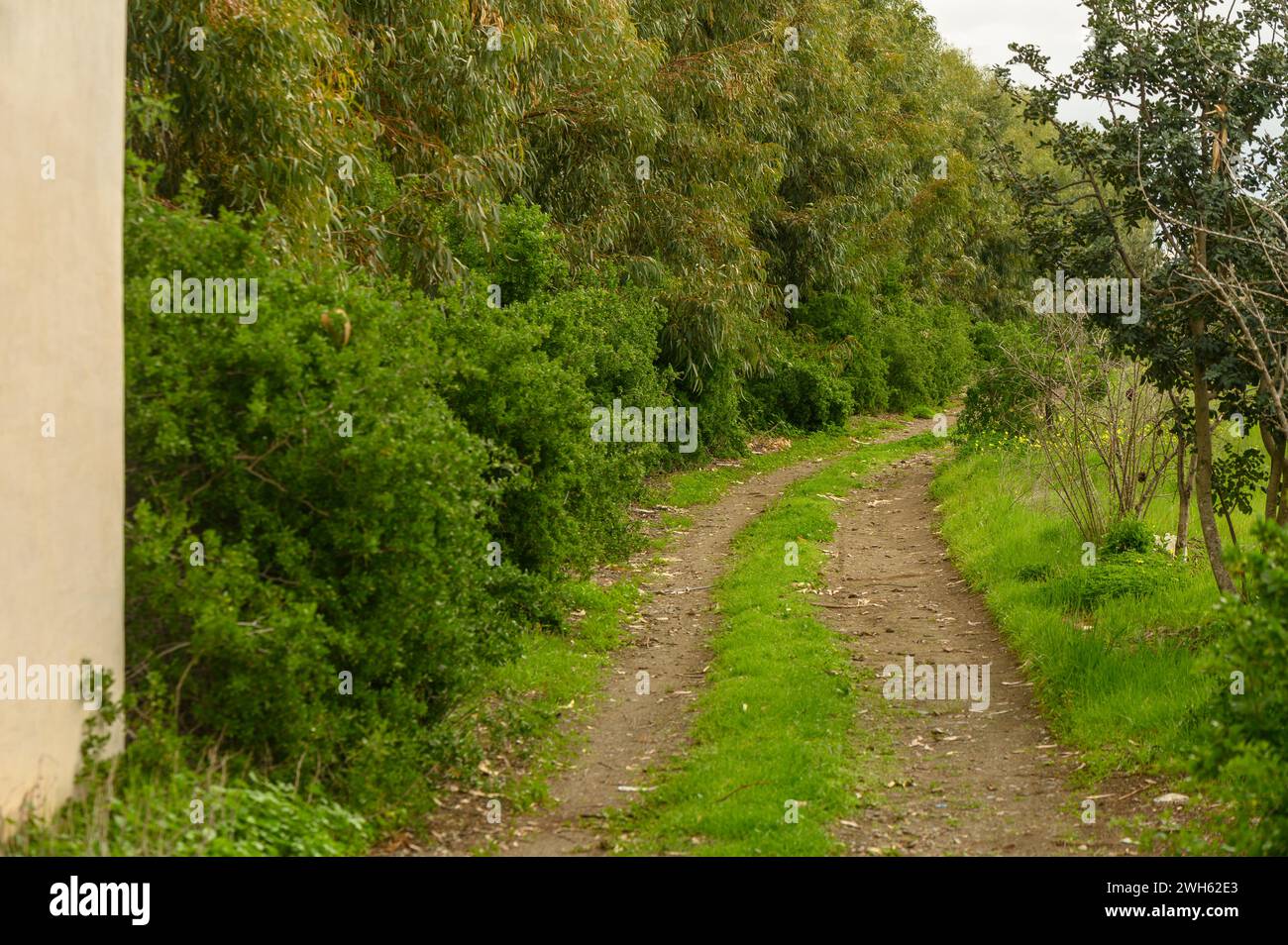 road between field and eucalyptus trees in a village in winter in ...