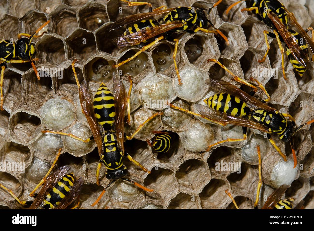 European Wasp, Vespula germanica, in nest with pupas, introduced from ...