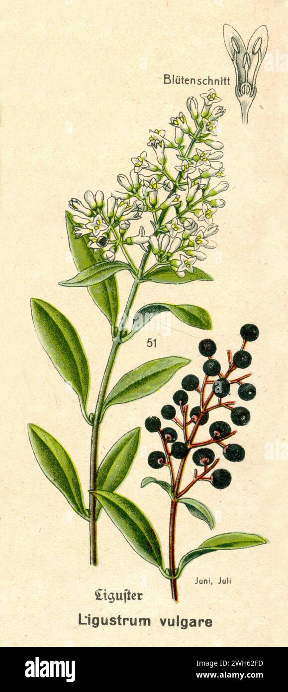 Ligustrum vulgare botanische illustration hi-res stock photography and ...