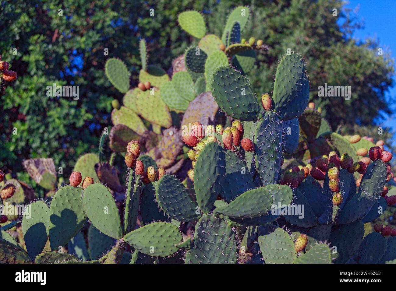 Leafless saplings hi-res stock photography and images - Alamy