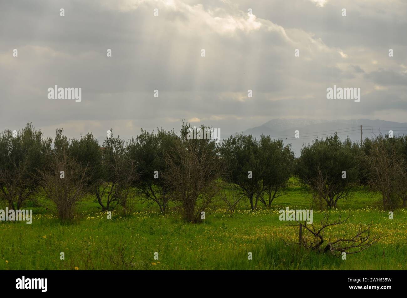 olive garden in a village in winter in Cyprus Stock Photo - Alamy