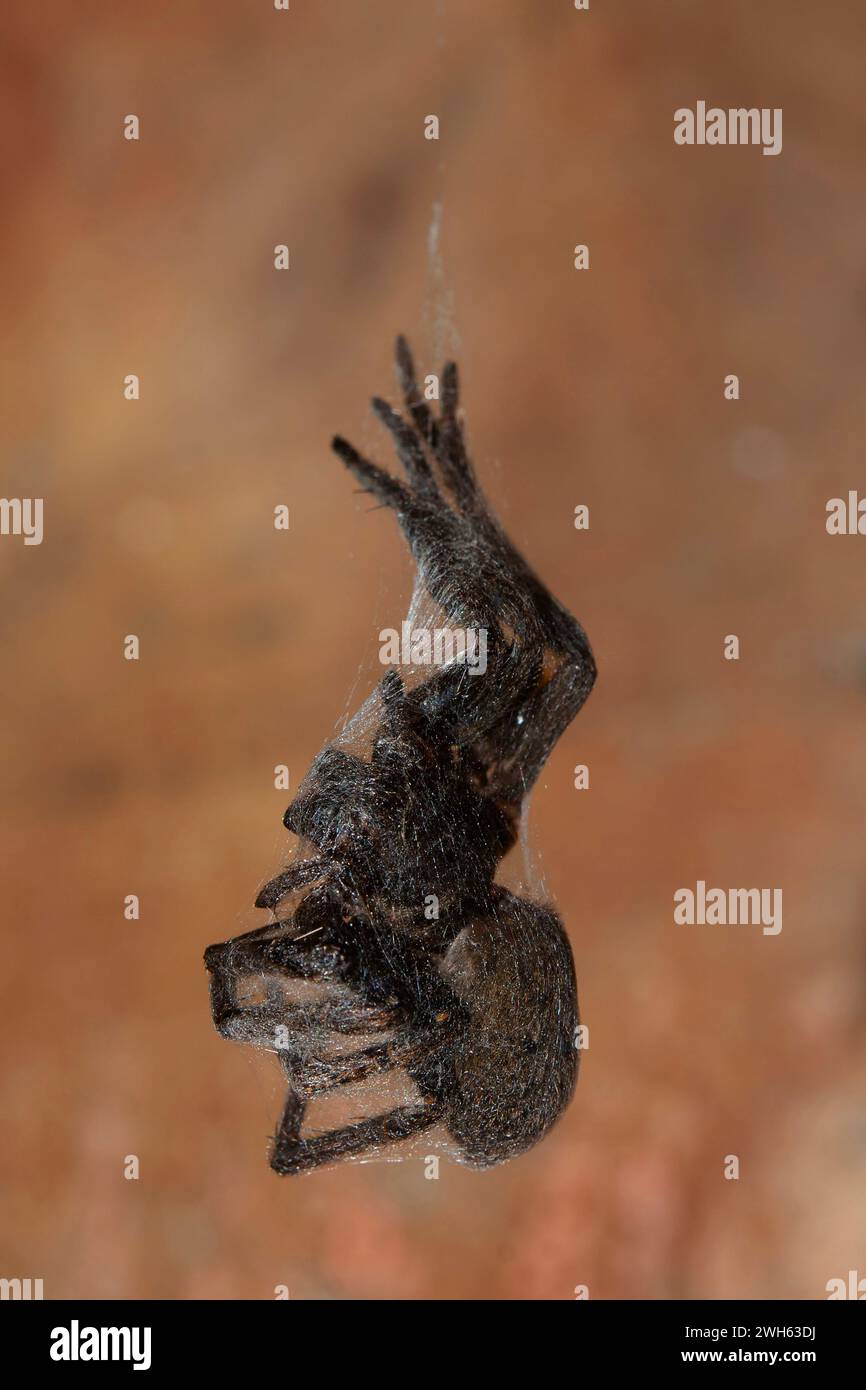 False black widow spider hi-res stock photography and images - Alamy