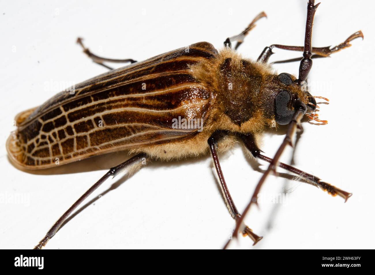 Huhu Beetle, Prionoplus reticularis, endemic to New Zealand, Nelson ...