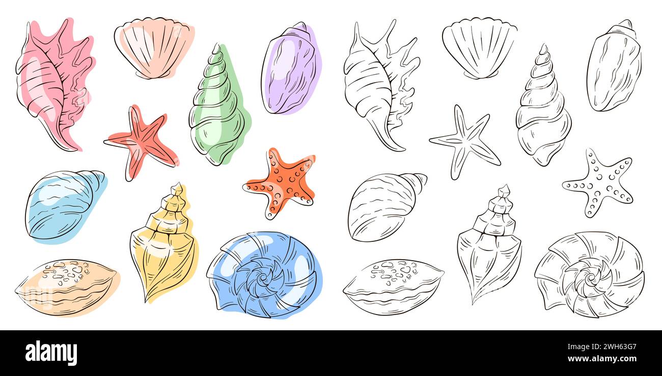 Set of seashell in line art style. Undersea shells of starfish, scallop ...