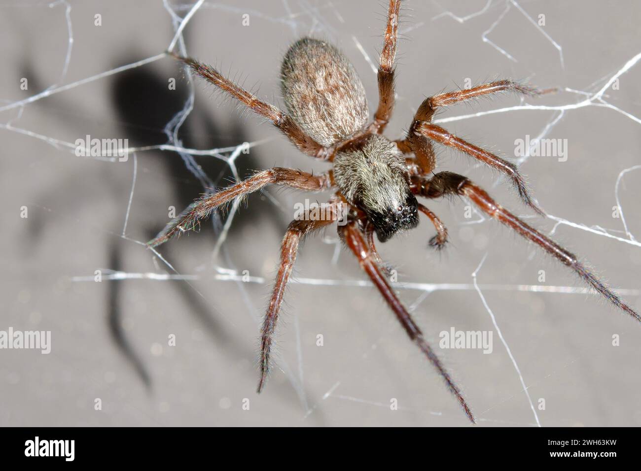 Badumna longinqua hi-res stock photography and images - Alamy
