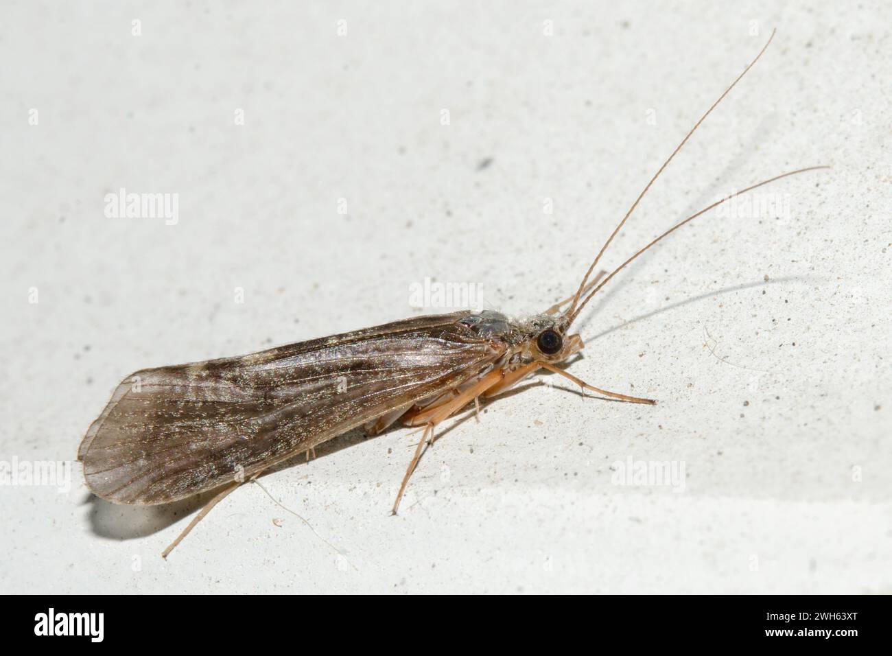 Net-spinning Caddisfly, Hydropsyche sp, Nelson, South Island, New Zealand Stock Photo - Alamy