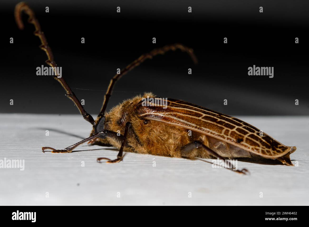 Huhu Beetle, Prionoplus reticularis, endemic to New Zealand, Nelson ...