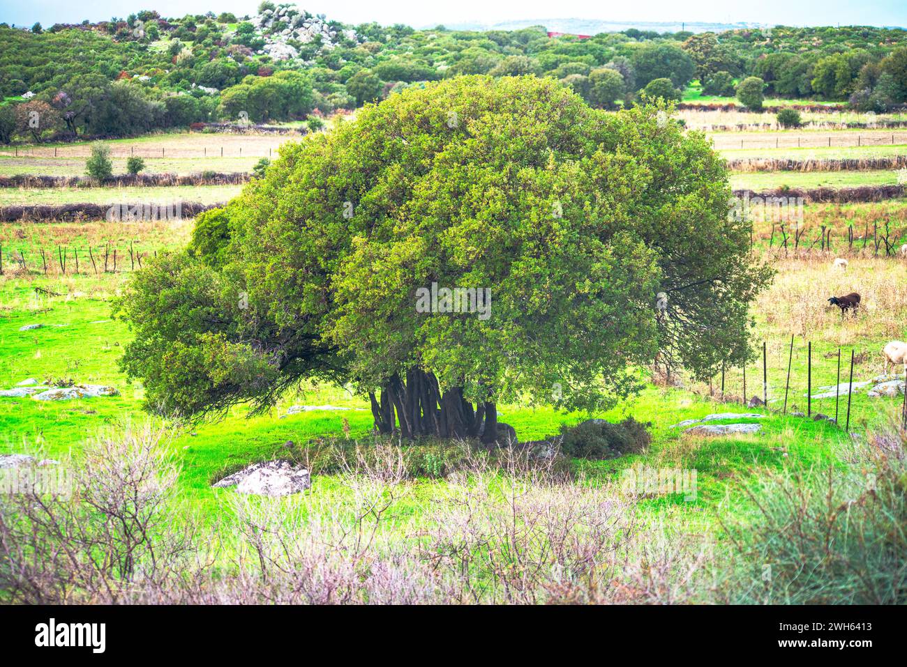 Bigtreeview hi-res stock photography and images - Alamy