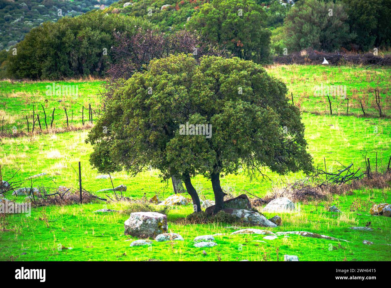 Bigtreeview hi-res stock photography and images - Alamy