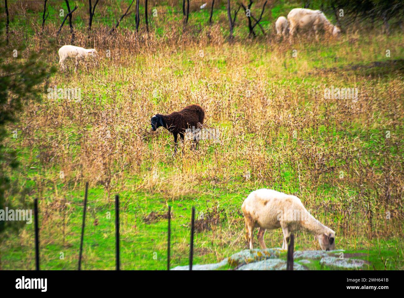 Sheepphoto hi-res stock photography and images - Alamy
