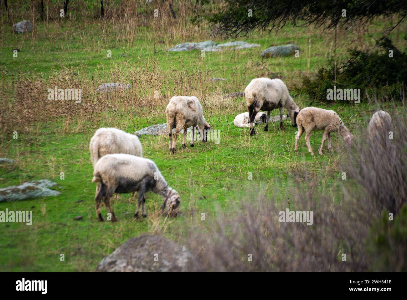 Sheepphoto hi-res stock photography and images - Alamy