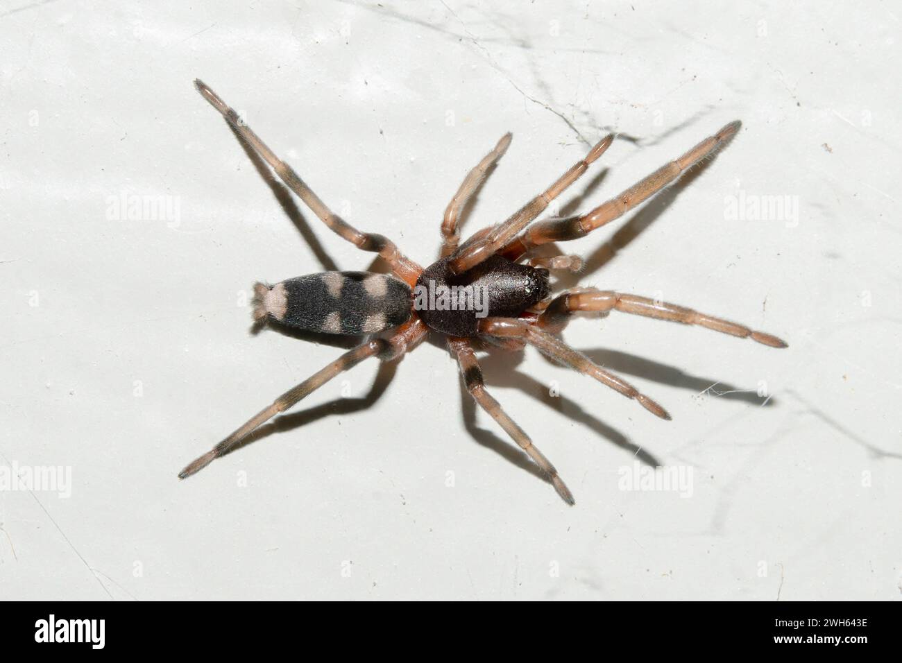 Juvenile Whitetail Spider, Lampona sp, introduced into New Zealand from ...