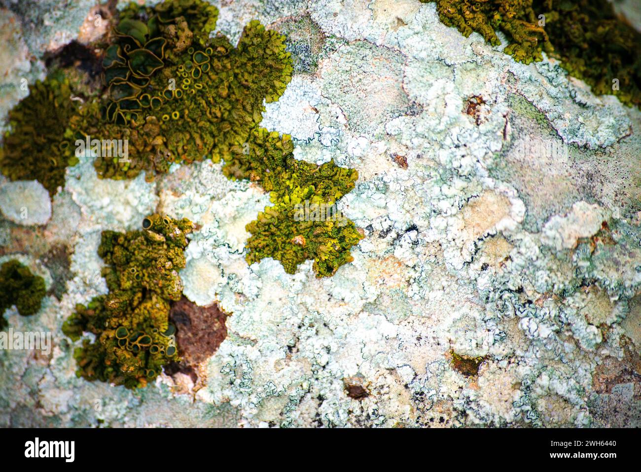 Mossesview hi-res stock photography and images - Alamy