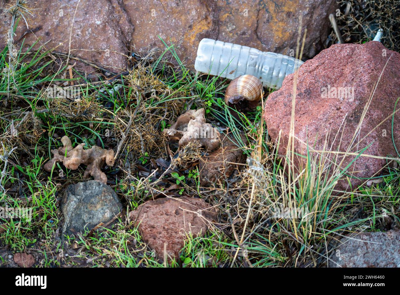 A concerning scene of mollusks amidst pollution on the coast ...