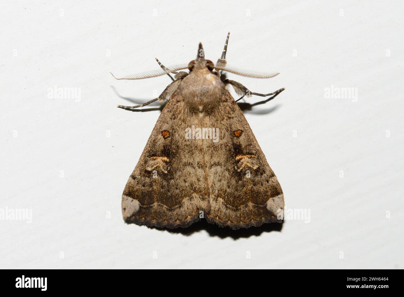 Slender Owlet Moth, Rhapsa scotosialis, endemic to New Zealand, Nelson ...