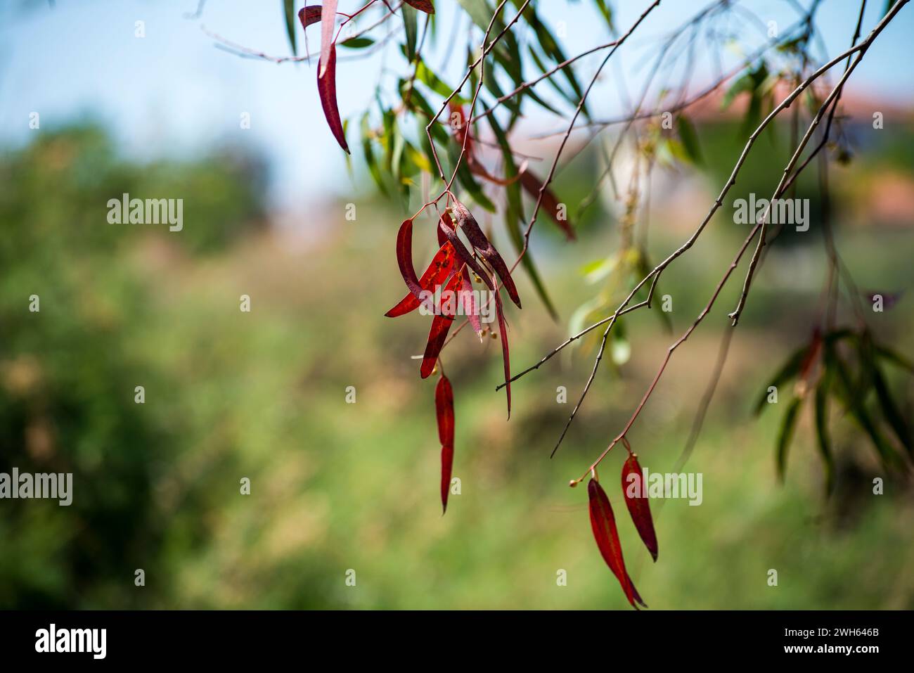 Red colorful leaves branch hi-res stock photography and images - Alamy