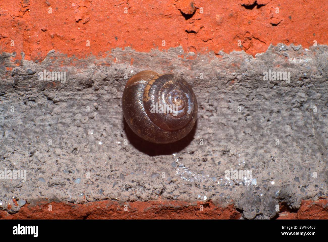 Closeupslimyshell hi-res stock photography and images - Alamy