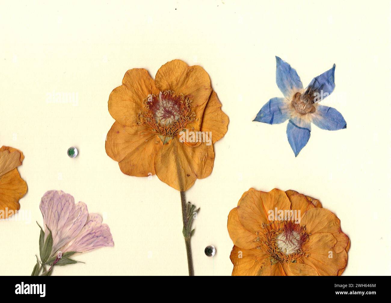 Pressed flowers victorian hi-res stock photography and images - Alamy