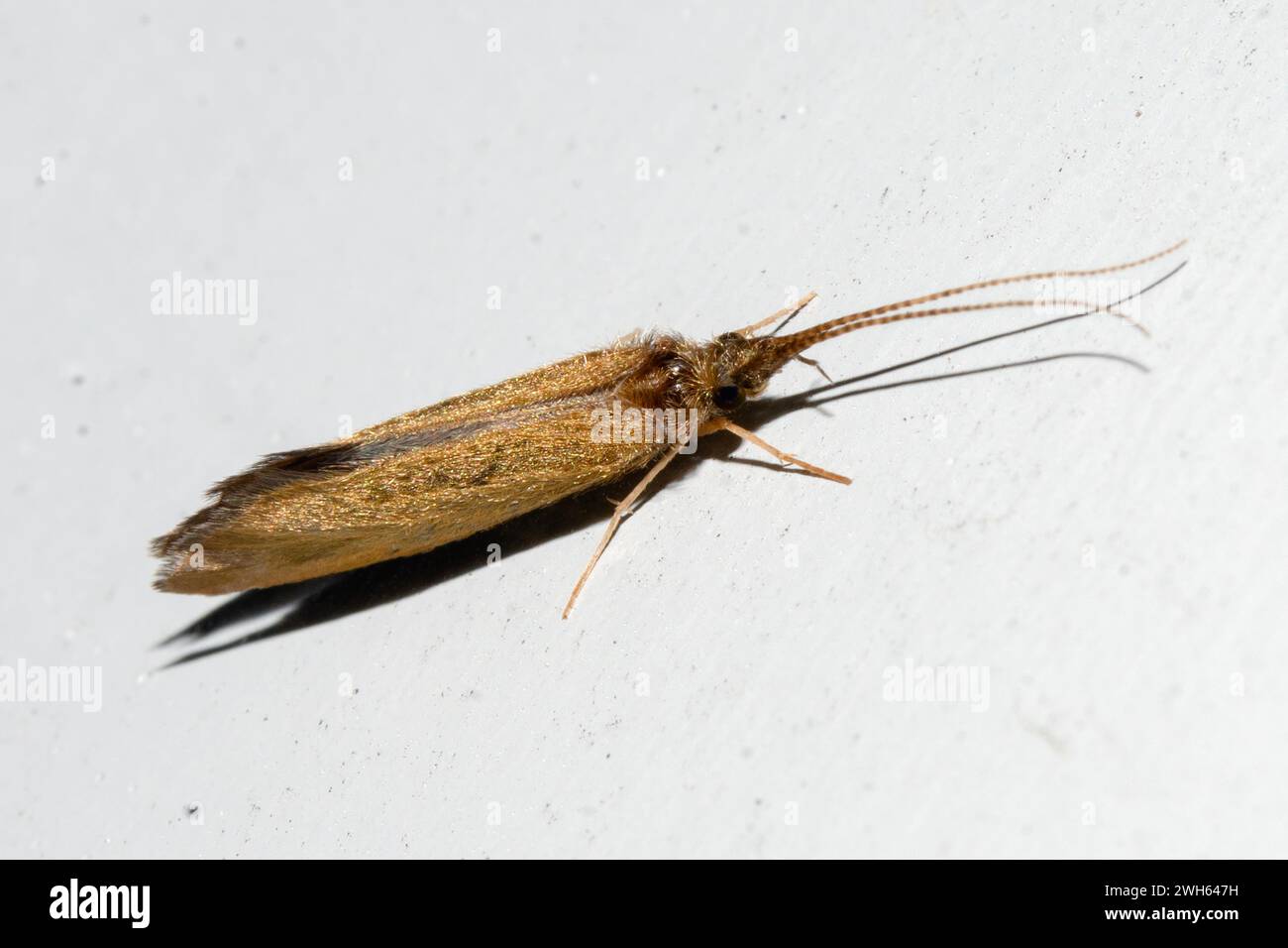 Smooth cased caddisfly hi-res stock photography and images - Alamy