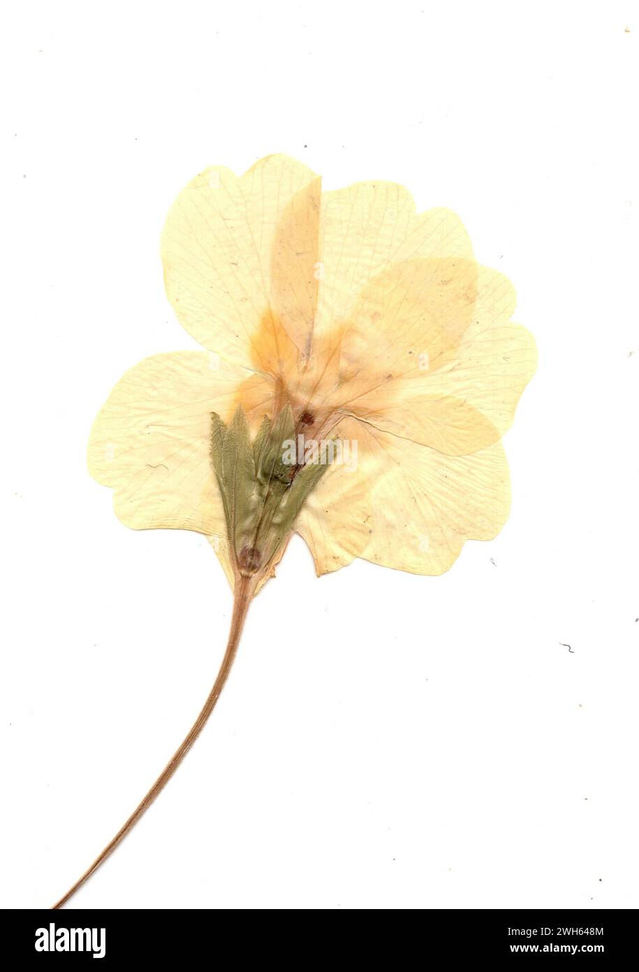 Pressed flowers cards hi-res stock photography and images - Alamy