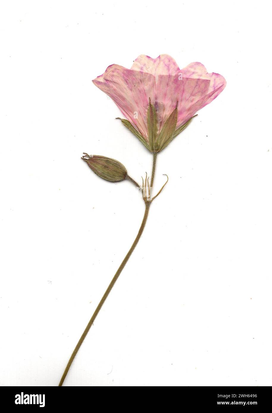 Pressed flowers cards hi-res stock photography and images - Alamy