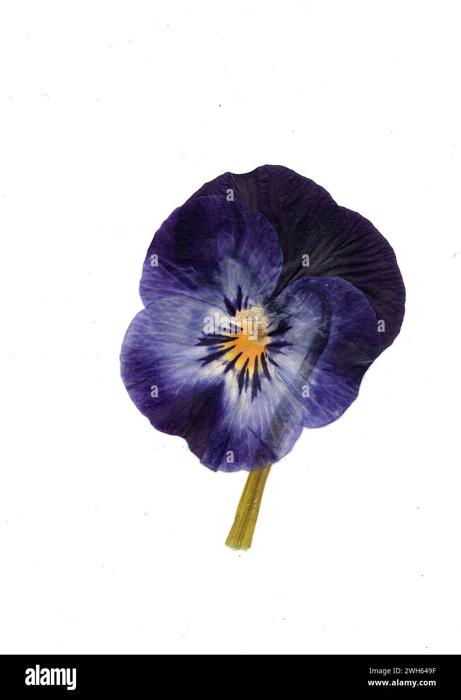 A pressed pansy flower on a white background Stock Photo - Alamy
