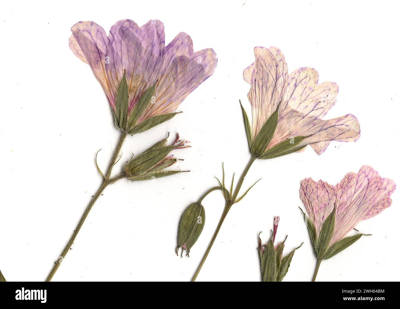 Pressed pink geranium flowers on a white background Stock Photo - Alamy