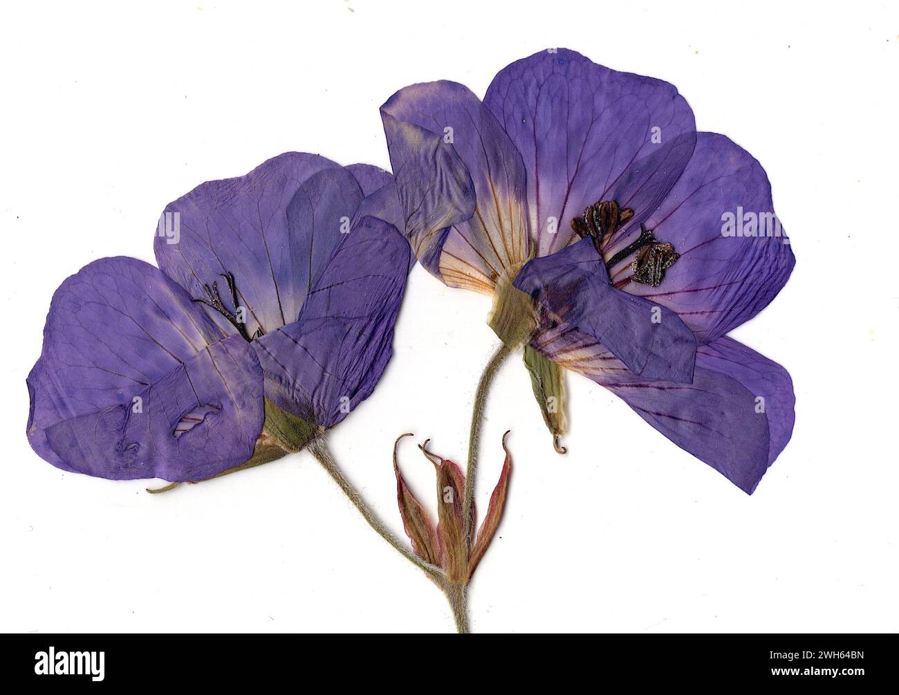 Pressed flowers cards hi-res stock photography and images - Alamy