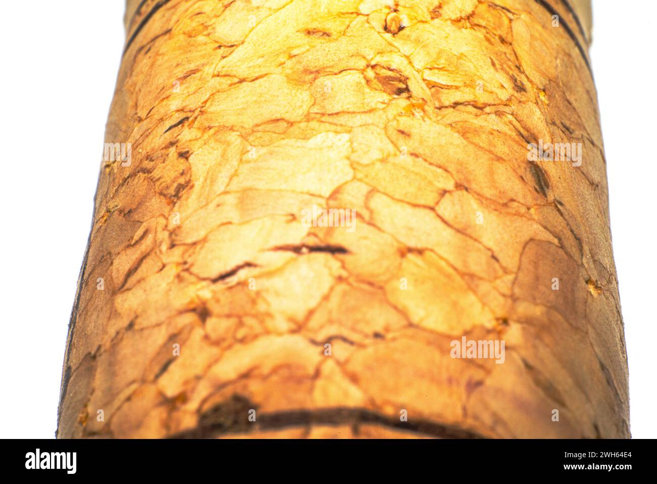 Corkphotography hi-res stock photography and images - Alamy