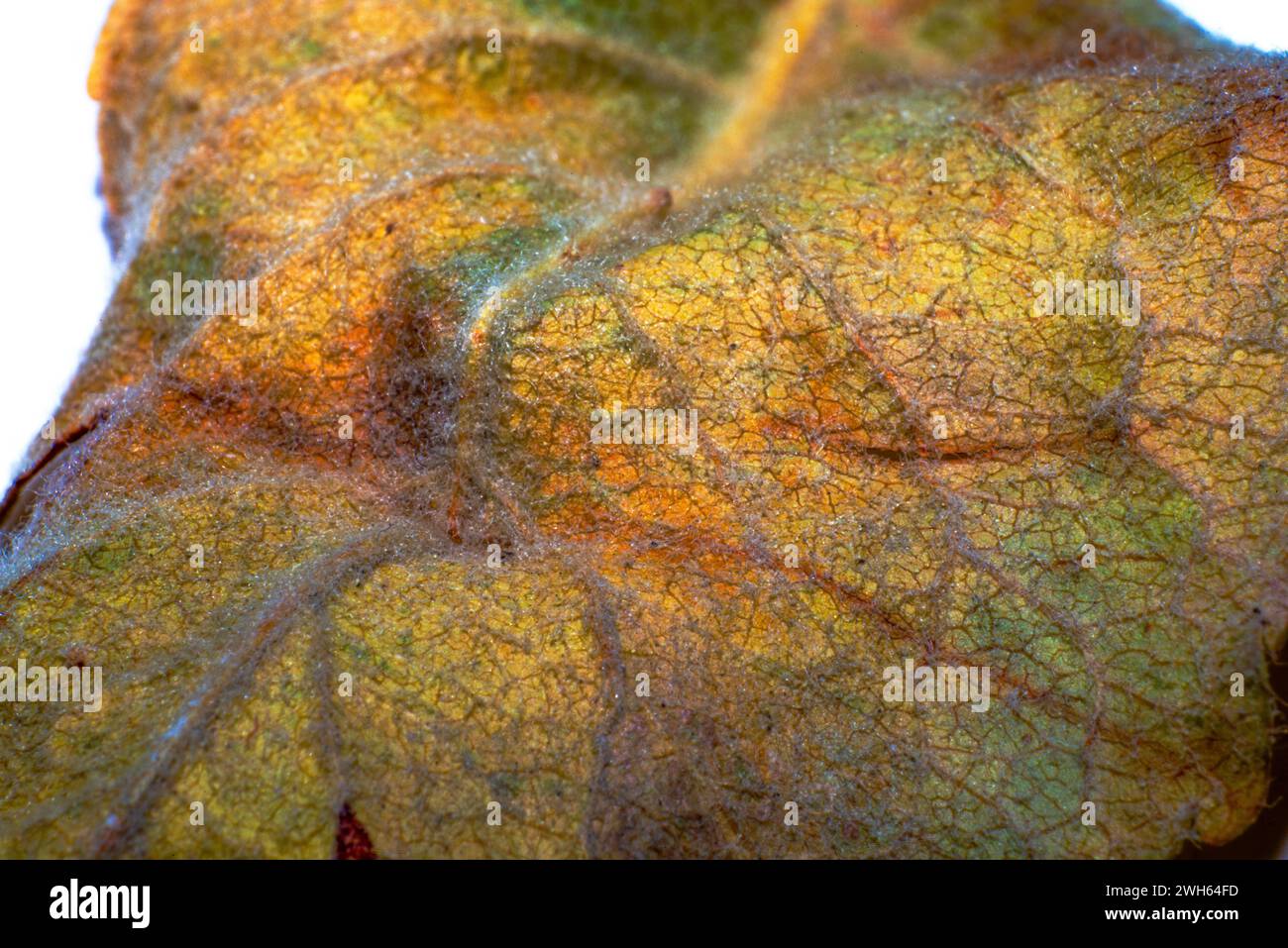 Detailedfoliage hi-res stock photography and images - Alamy