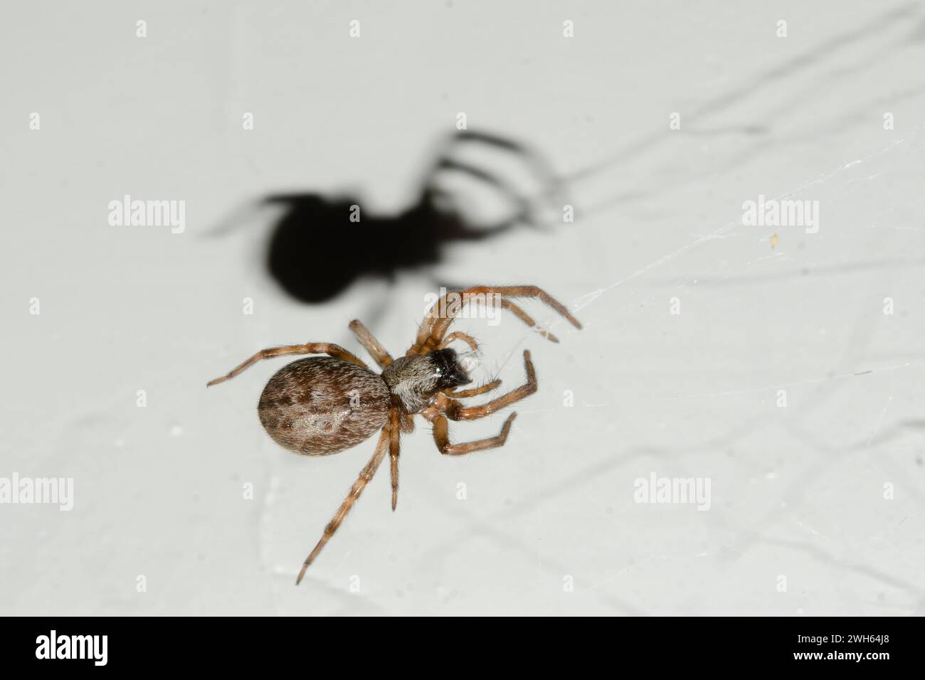 Grey House Spider, Badumna longinqua, with shadow, introduced into New ...