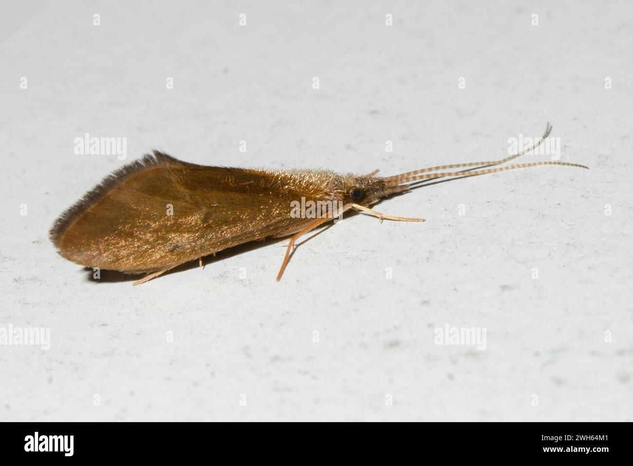 Female Smooth Cased Caddisfly, Olinga sp, endemic to New Zealand ...