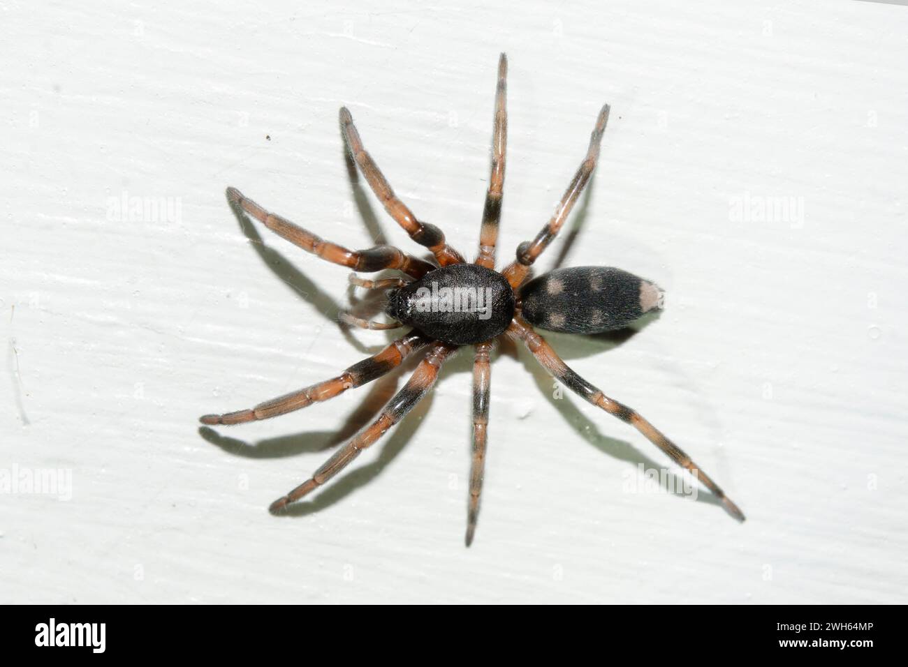 Juvenile White-tailed Spider, Lampona sp, introduced to New Zealand ...