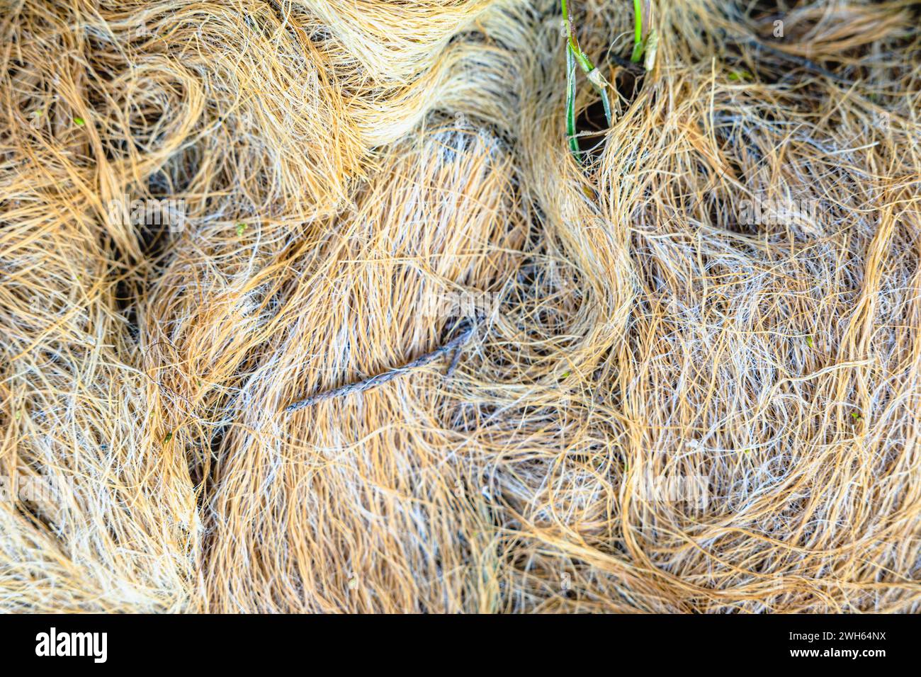 Natural texture in nature with natural plant surface of bush tree Stock ...