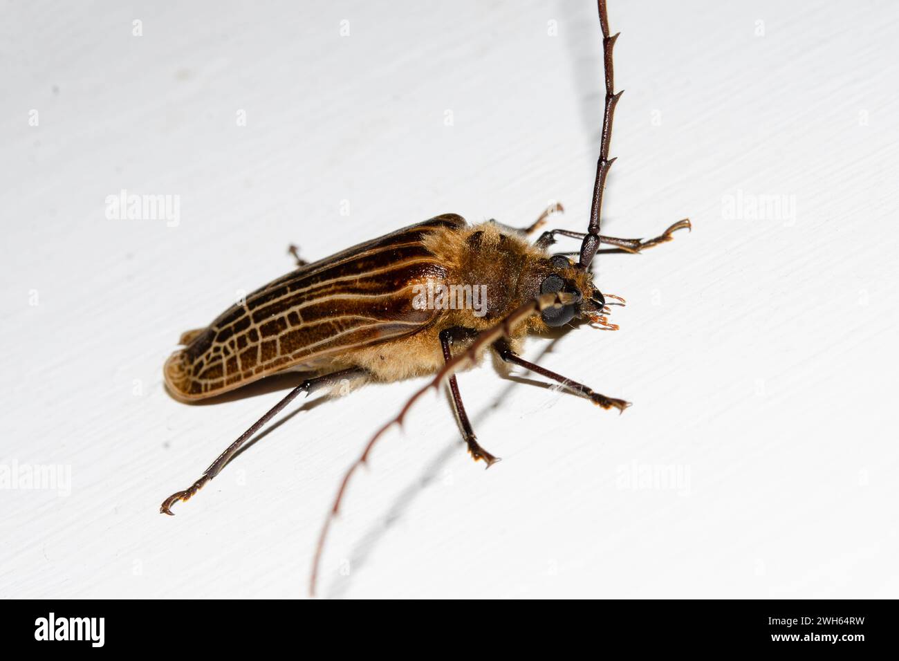Huhu Beetle, Prionoplus reticularis, endemic to New Zealand, Nelson ...