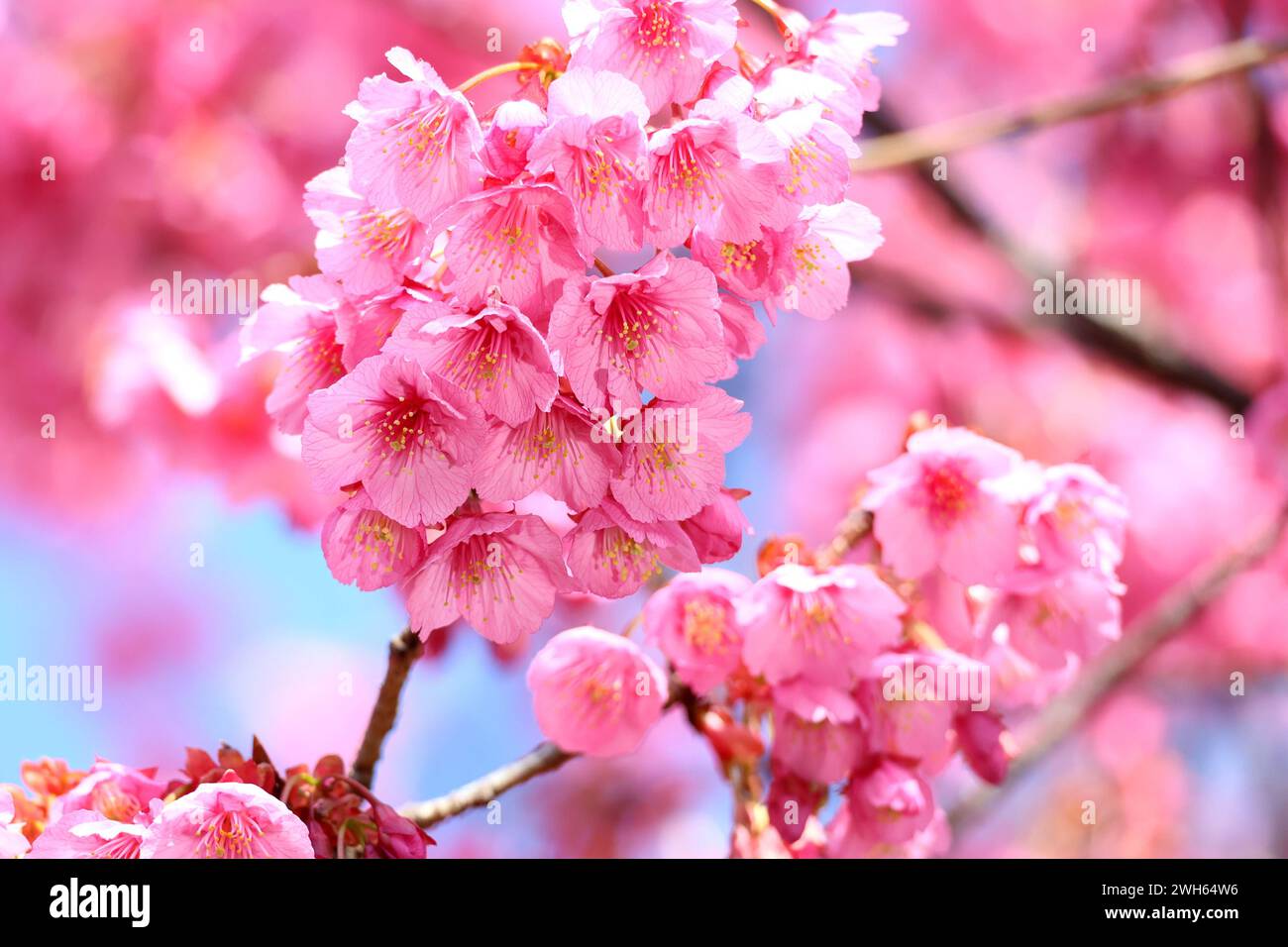 Tokyo, Japan. 8th Feb, 2024. Fully bloomed early blooming cherry ...