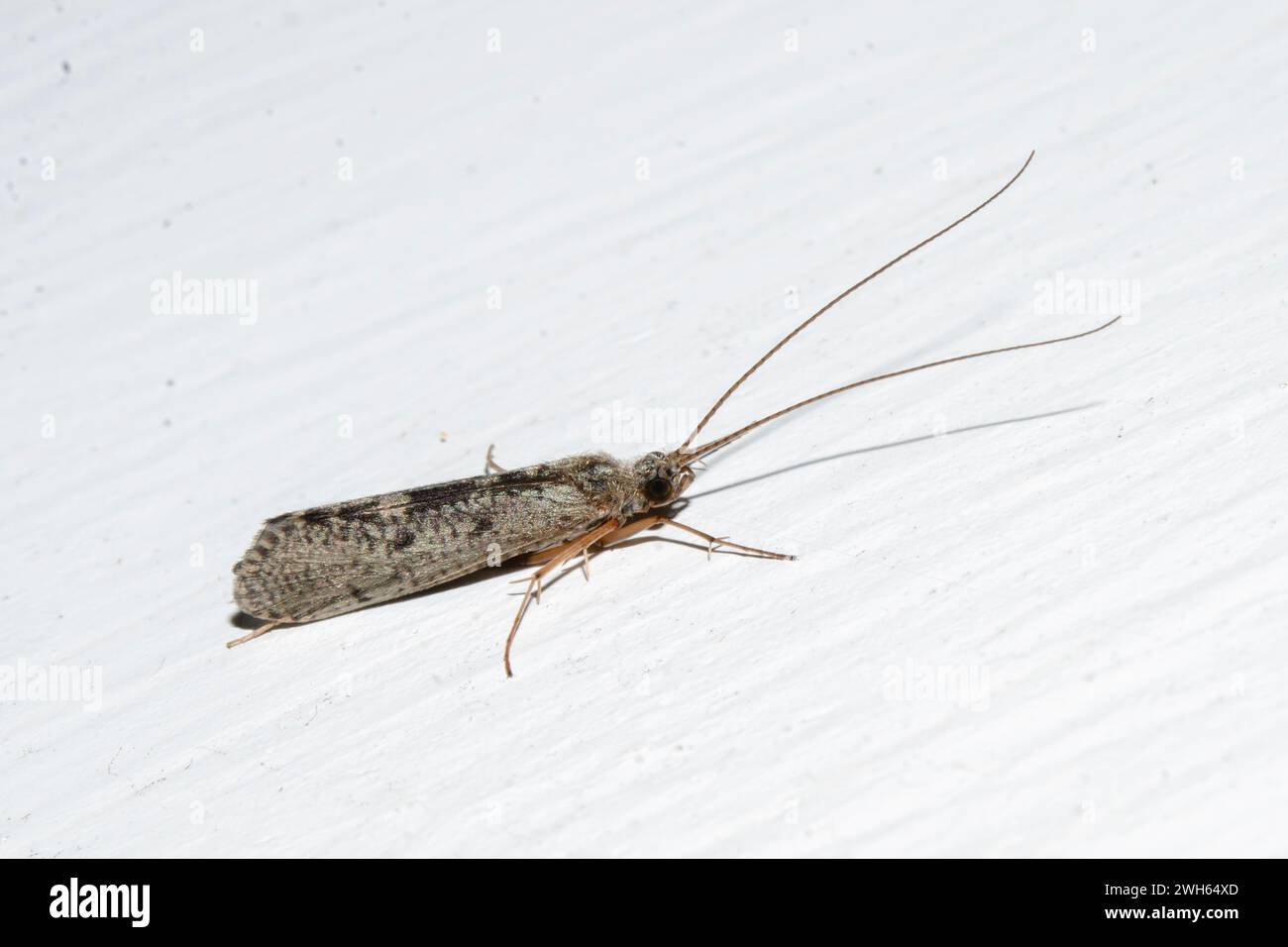 Net-spinning Caddisfly, Hydropsyche sp, Nelson, South Island, New ...
