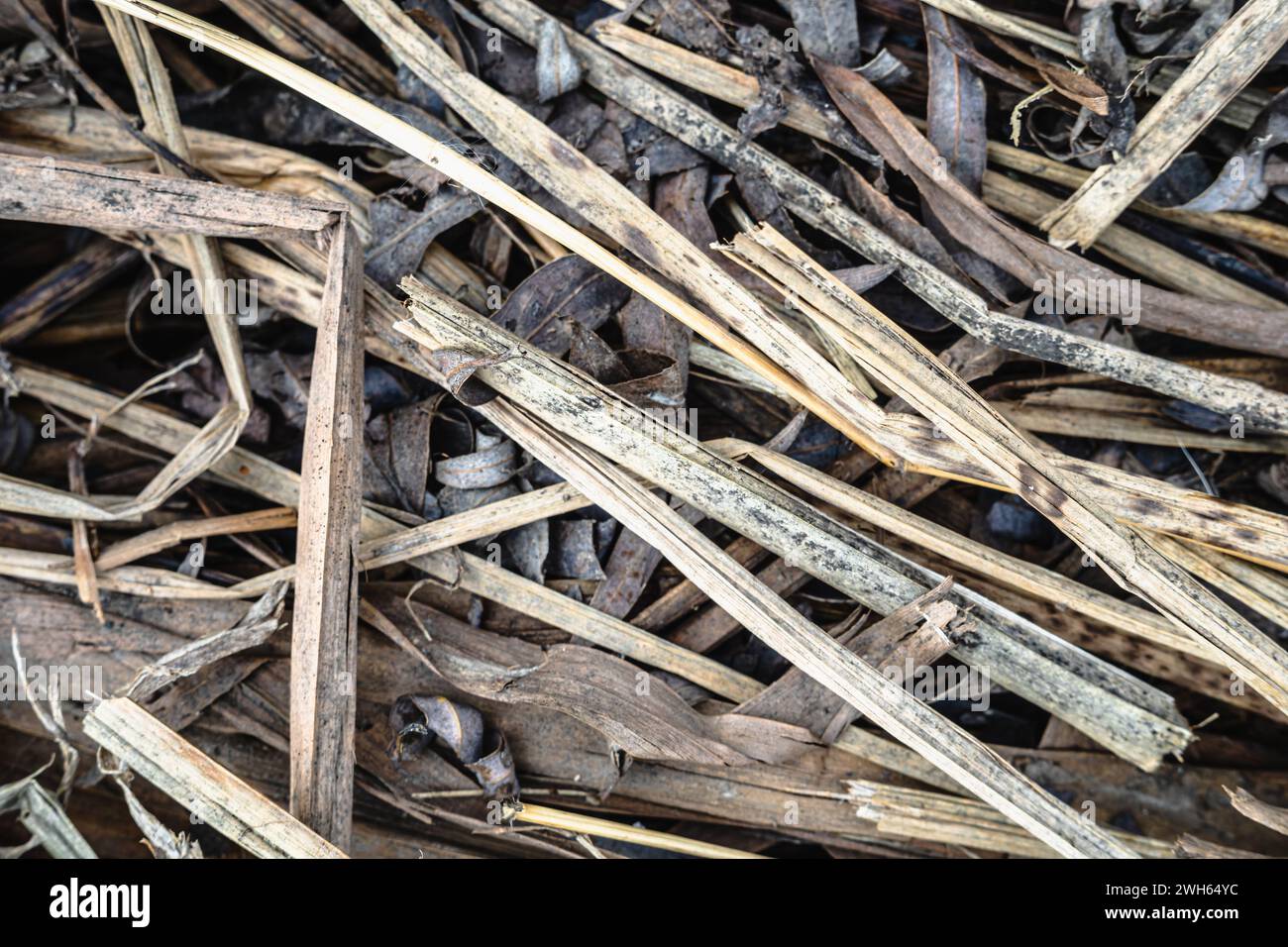 Natural texture in nature with natural plant surface dry river grass ...