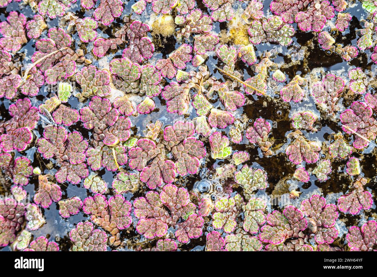 Natural texture in nature with natural plant surface of marsh grass and ...