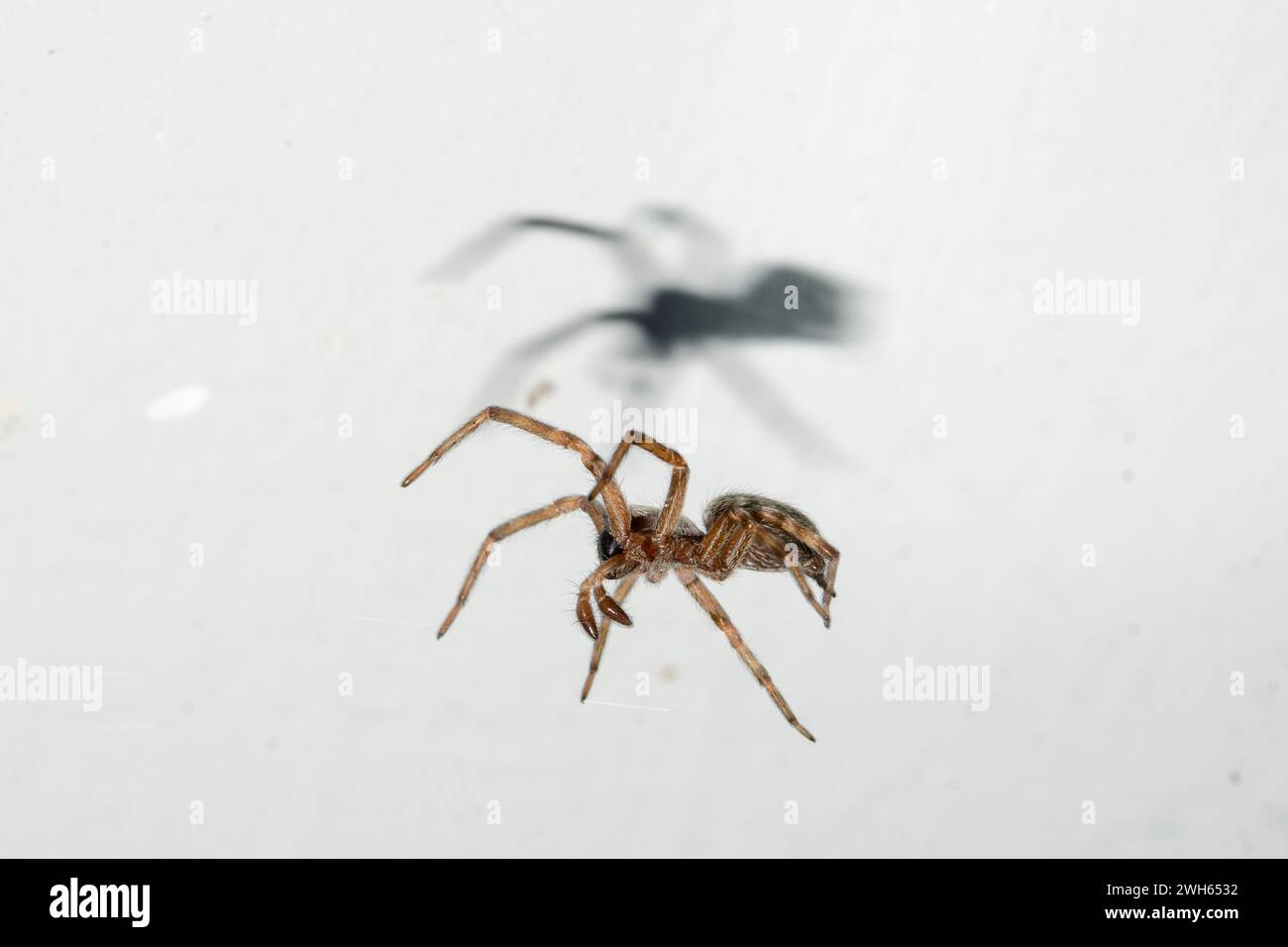 Grey House Spider, Badumna longinqua, with shadow, introduced into New ...