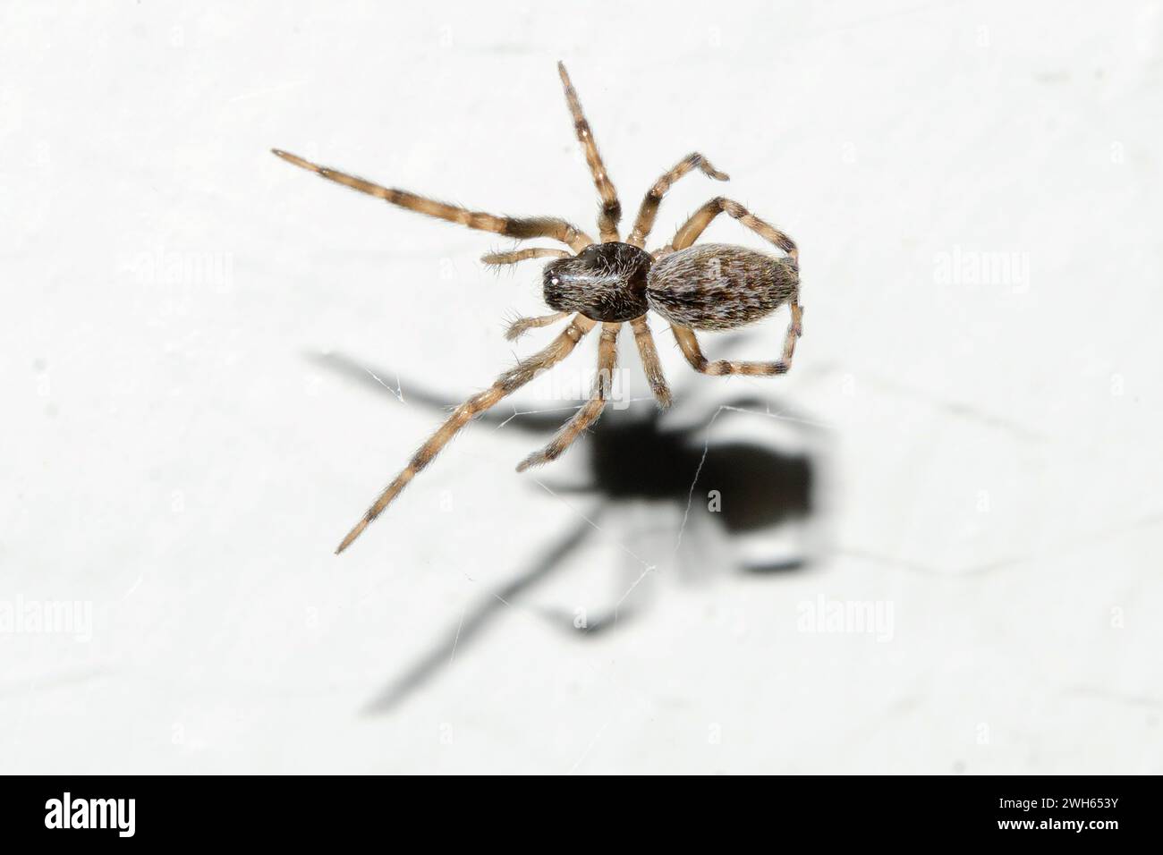 Grey House Spider, Badumna longinqua, with shadow, introduced into New ...