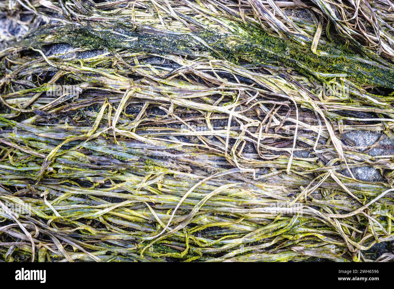 Natural texture in nature with natural plant surface of marsh grass and ...