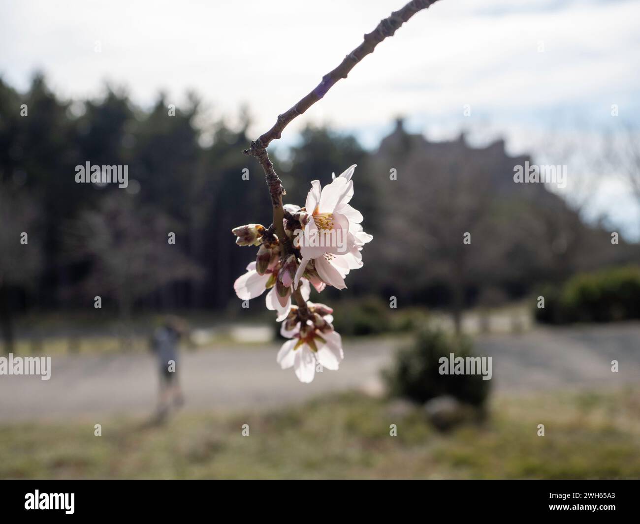 Blooming almond trees. Almond tree. White flowers. Flowers background ...