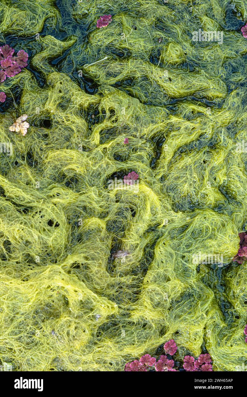 Natural texture in nature with natural plant surface of marsh grass and ...