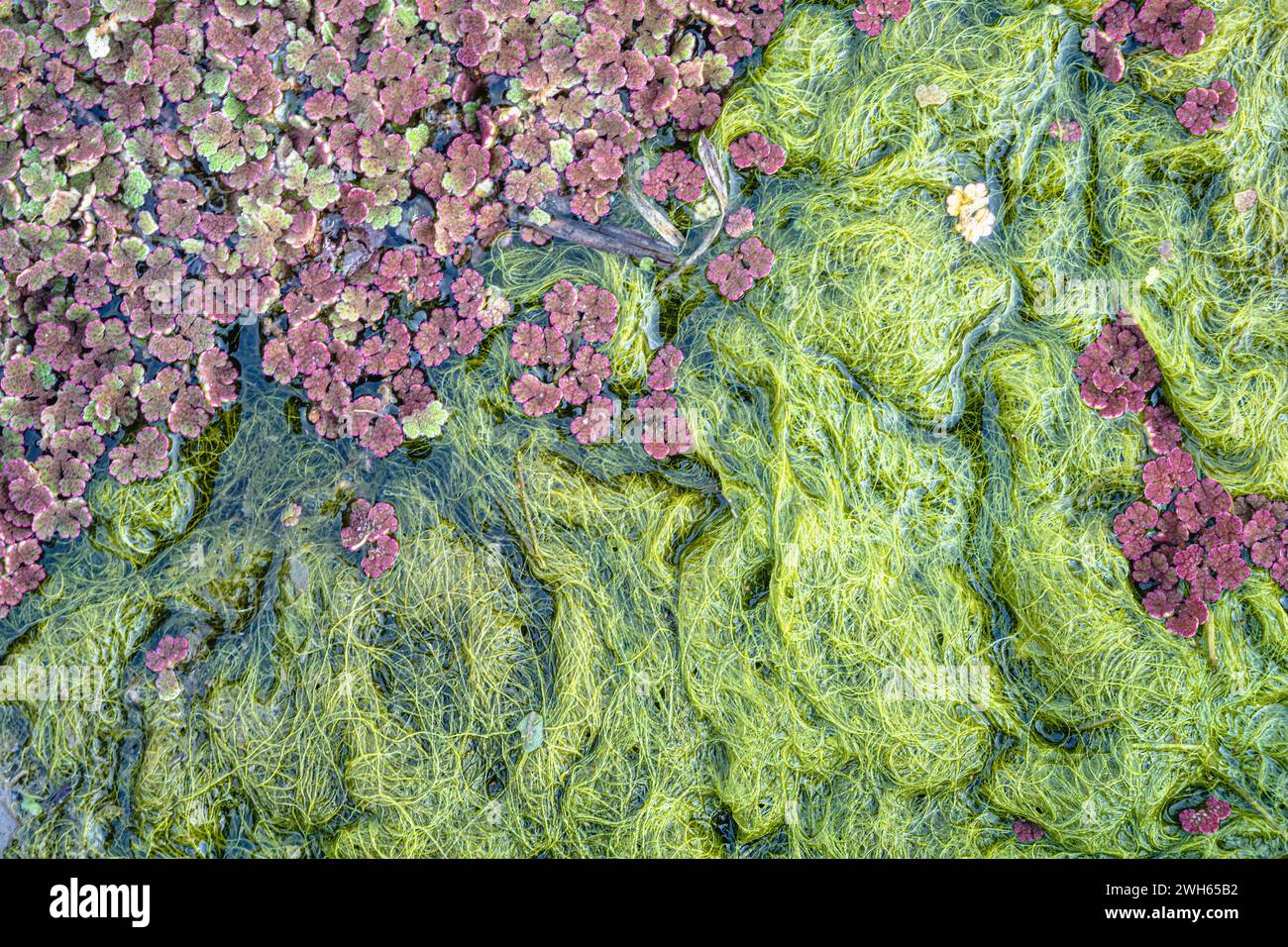 Natural texture in nature with natural plant surface of marsh grass and ...