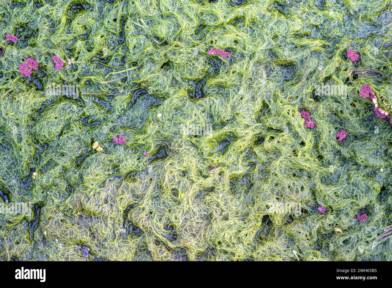 Natural texture in nature with natural plant surface of marsh grass and ...