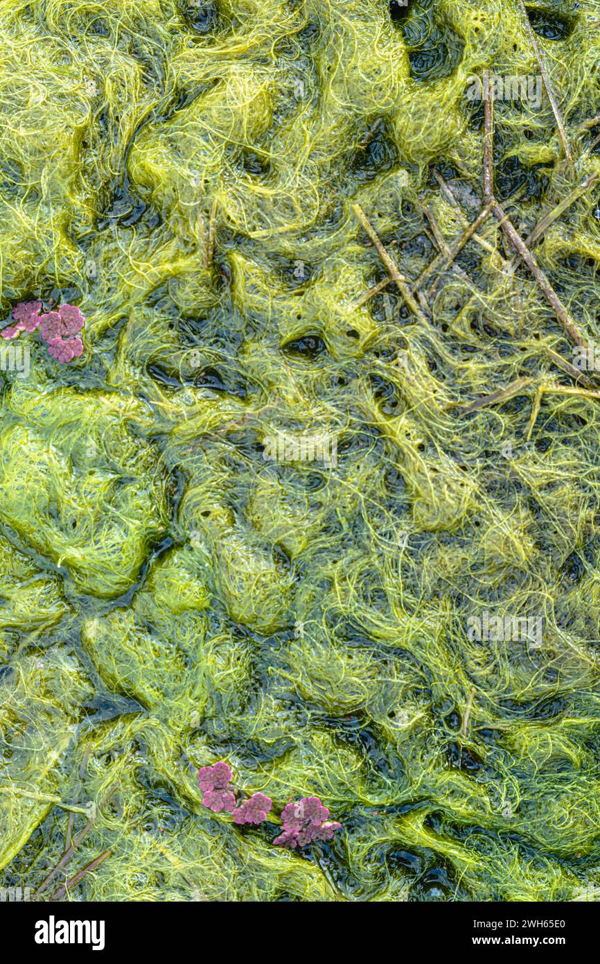 Natural texture in nature with natural plant surface of marsh grass and ...