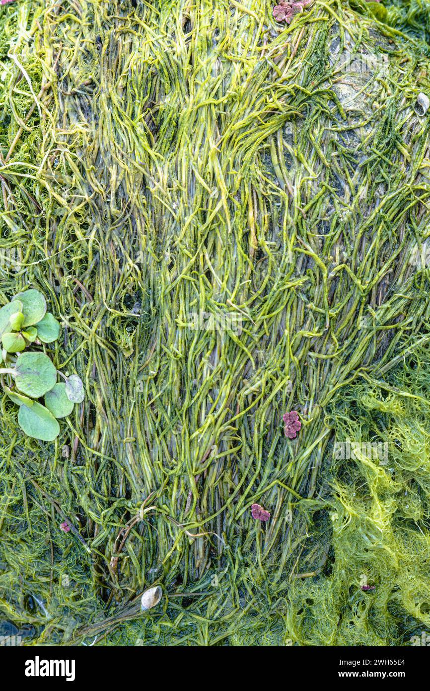 Natural texture in nature with natural plant surface of marsh grass and ...