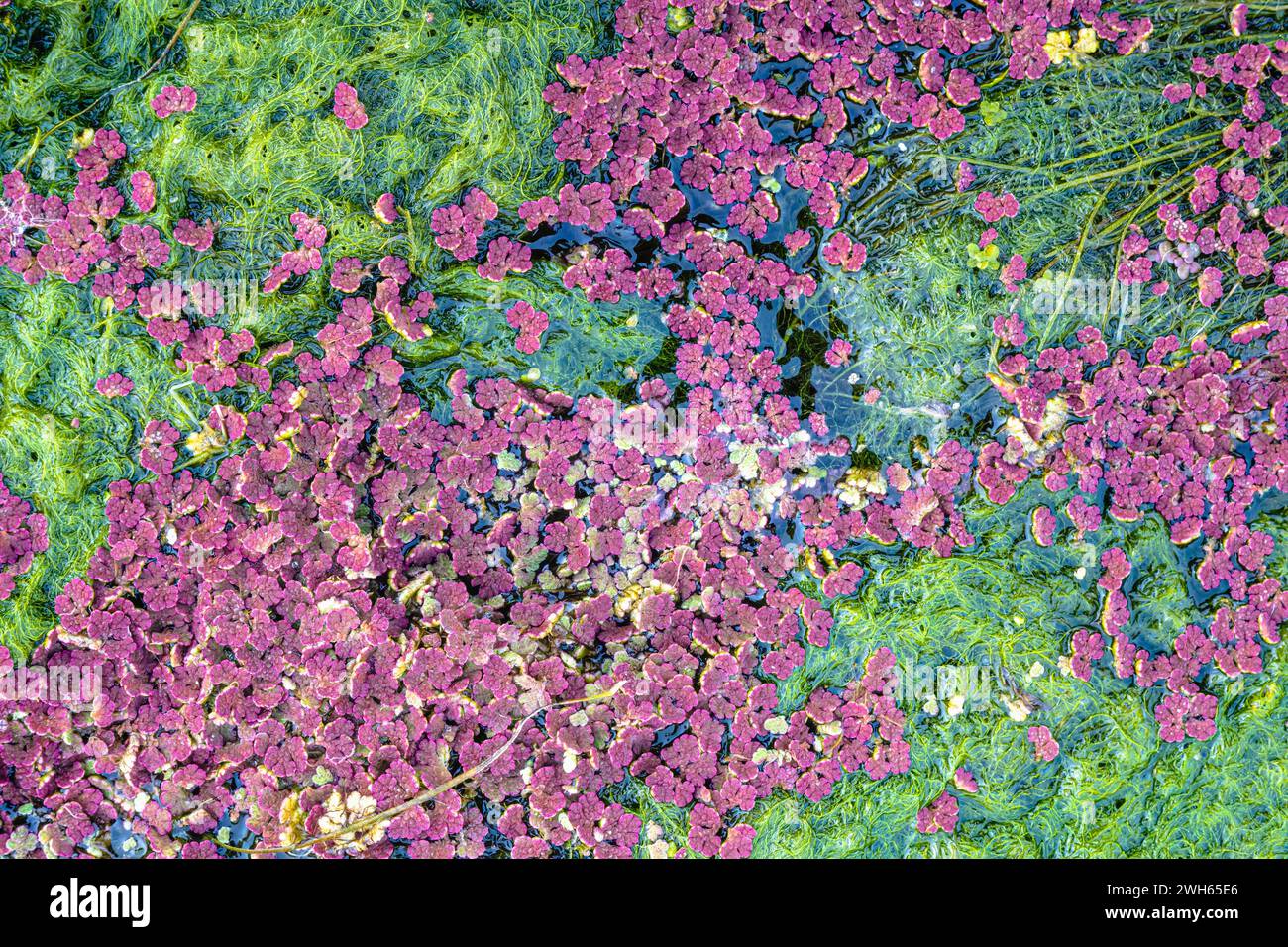 Natural texture in nature with natural plant surface of marsh grass and ...