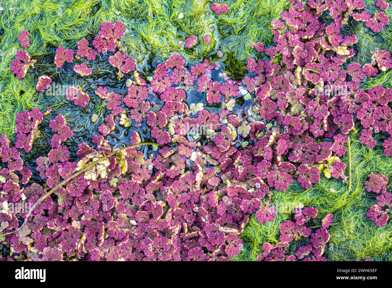 Natural texture in nature with natural plant surface of marsh grass and ...